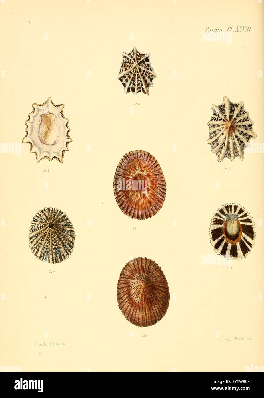 Six distinct sea shells hi-res stock photography and images - Alamy