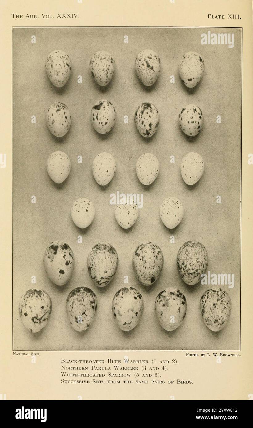 Unique traits across different species hi-res stock photography and ...