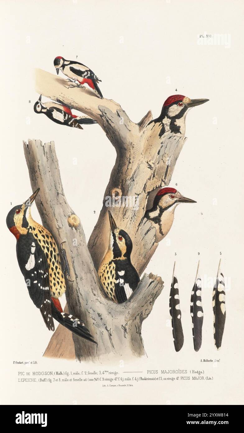 Woodpecker exhibits hi-res stock photography and images - Alamy