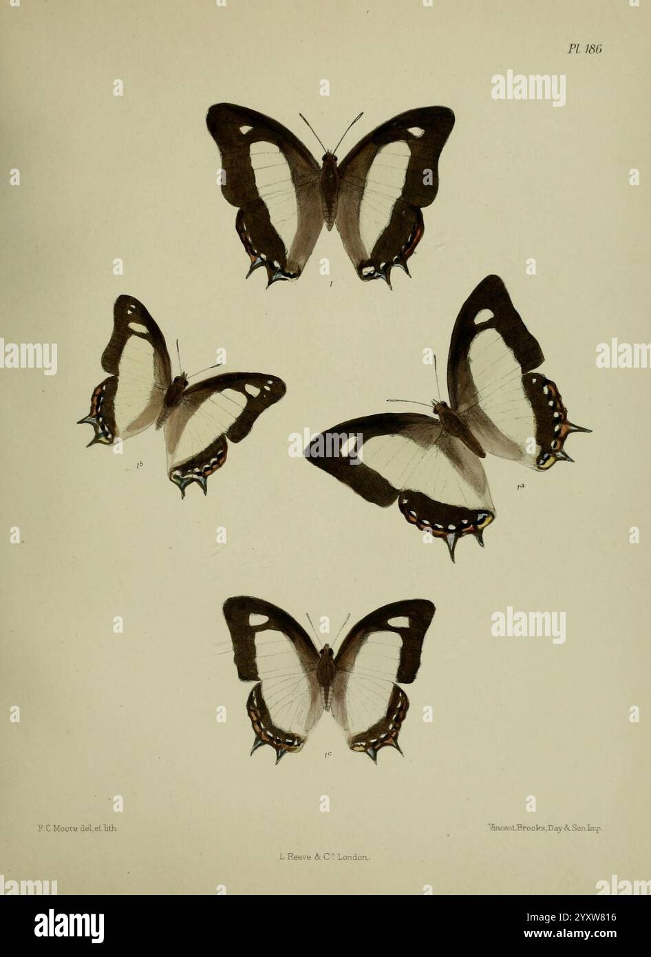 Five distinct specimens hi-res stock photography and images - Alamy