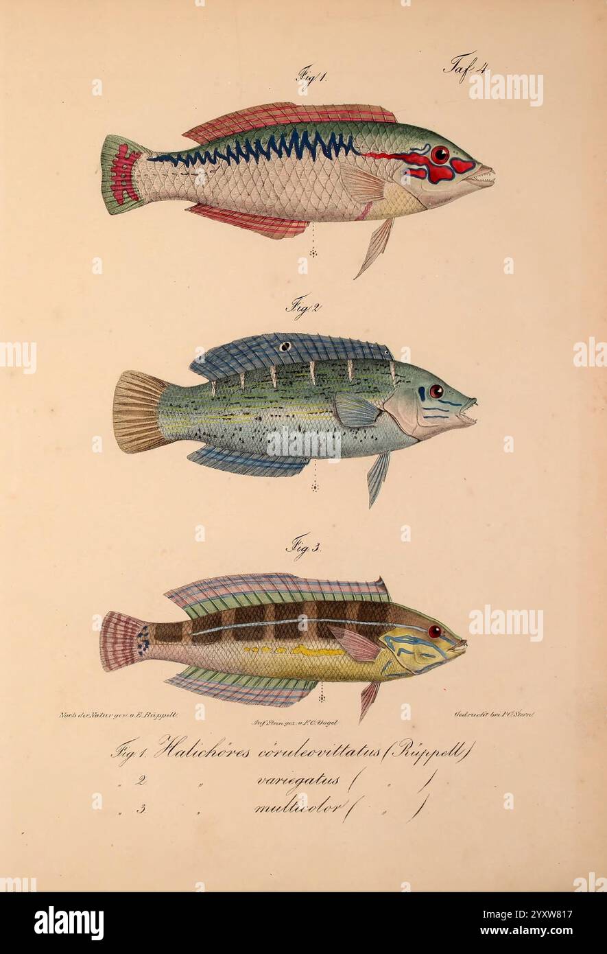 Bottom fish displays hi-res stock photography and images - Alamy