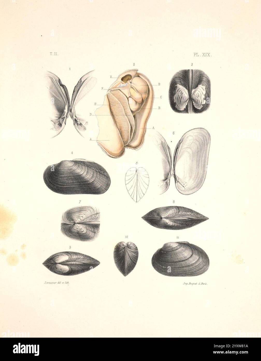 Top section highlights different shell types hi-res stock photography ...