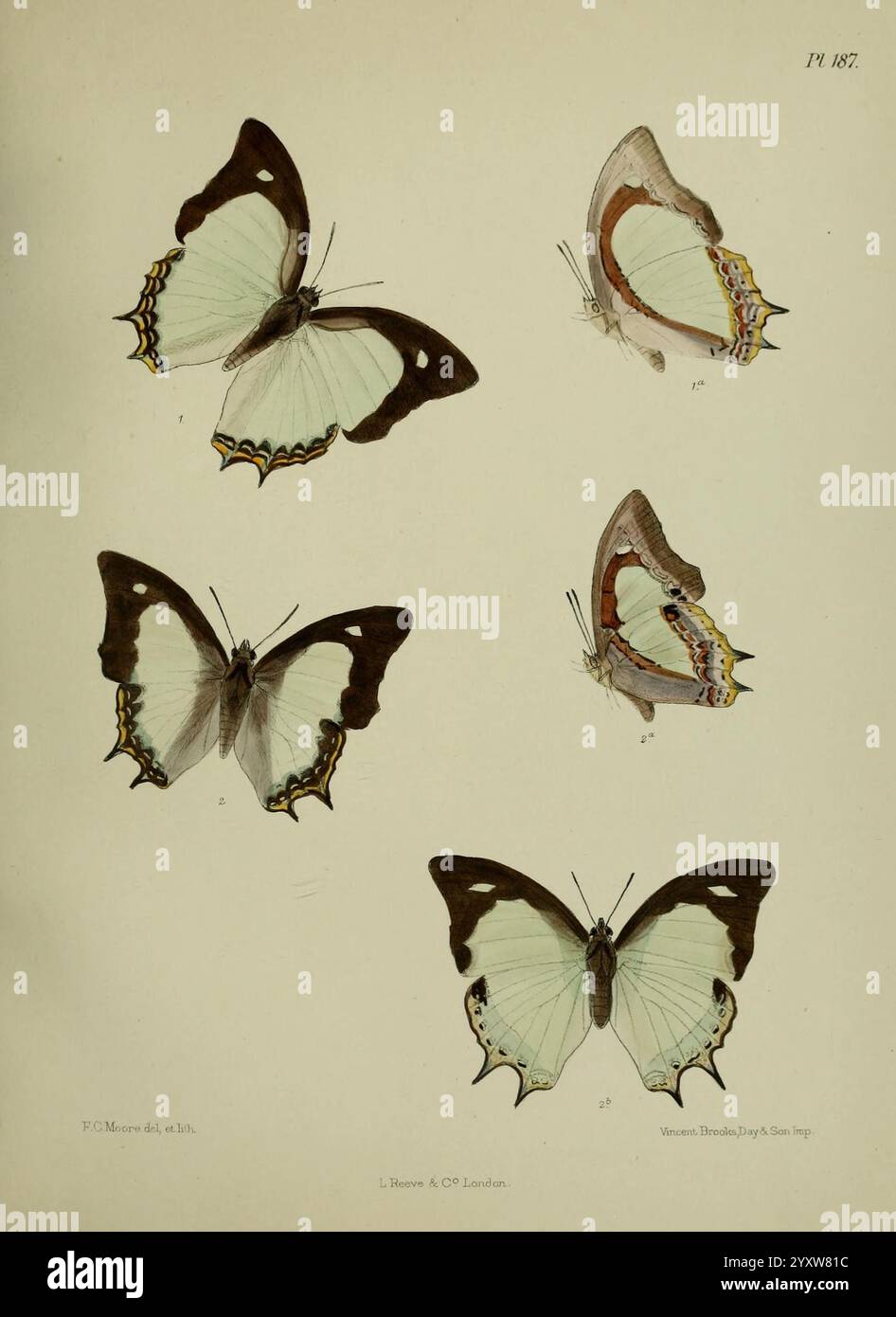 Lepidoptera Indica London 1890-1913 India Lepidoptera Frederic Moore ...