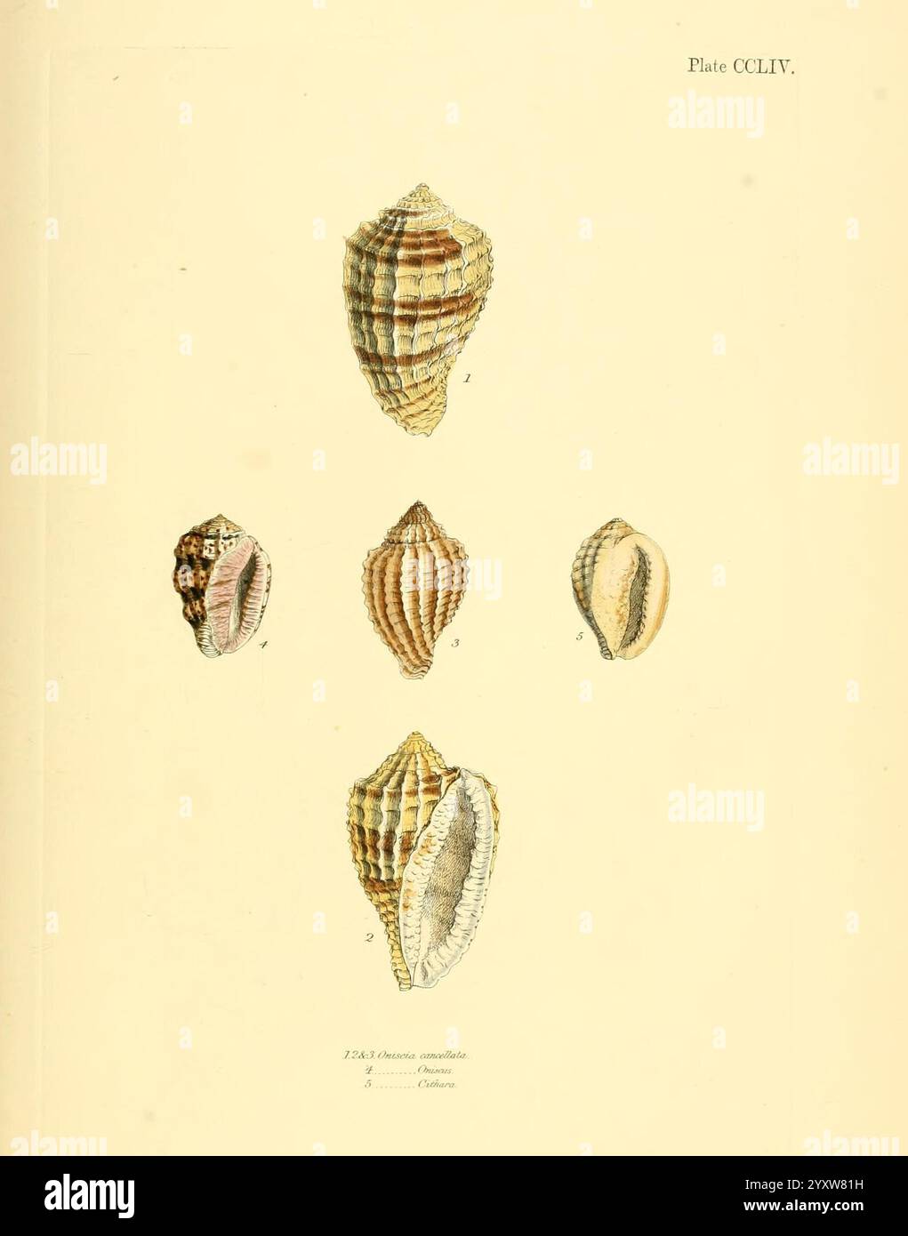 Variety of detailed shell patterns hi-res stock photography and images ...