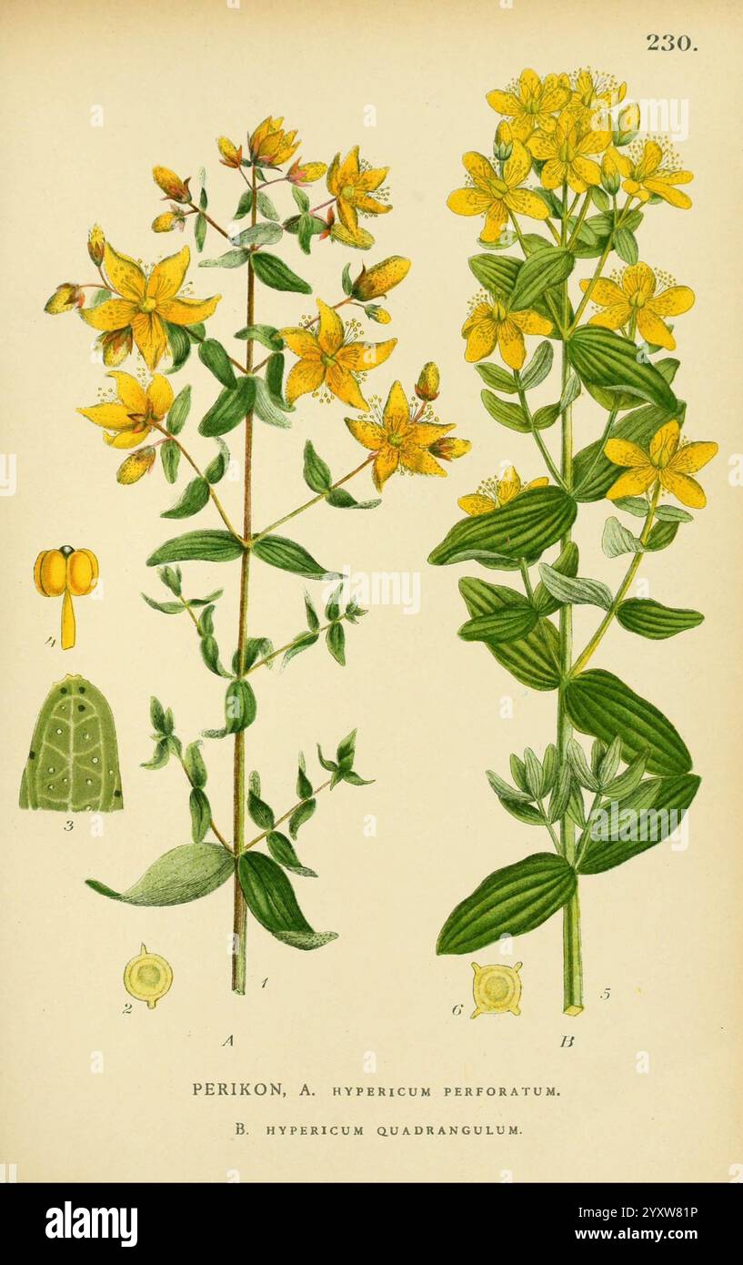 Unique flower morphology hi-res stock photography and images - Alamy