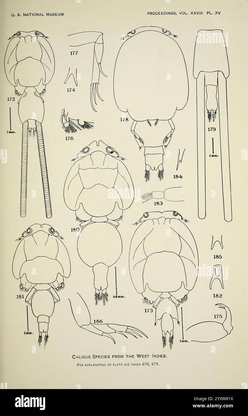 North American parasitic copepods belonging to the family Caligidae ...