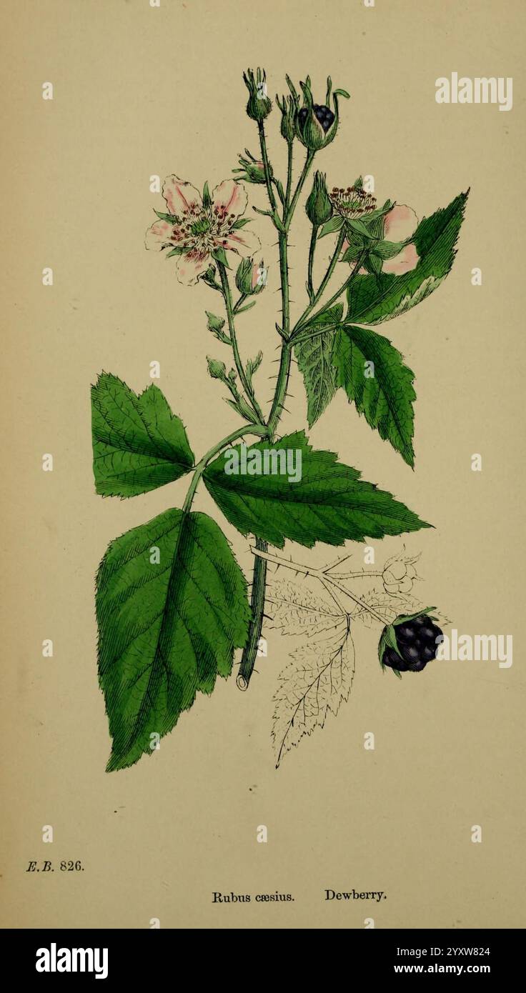 Plants characteristic multi lobed green leaves hi-res stock photography ...