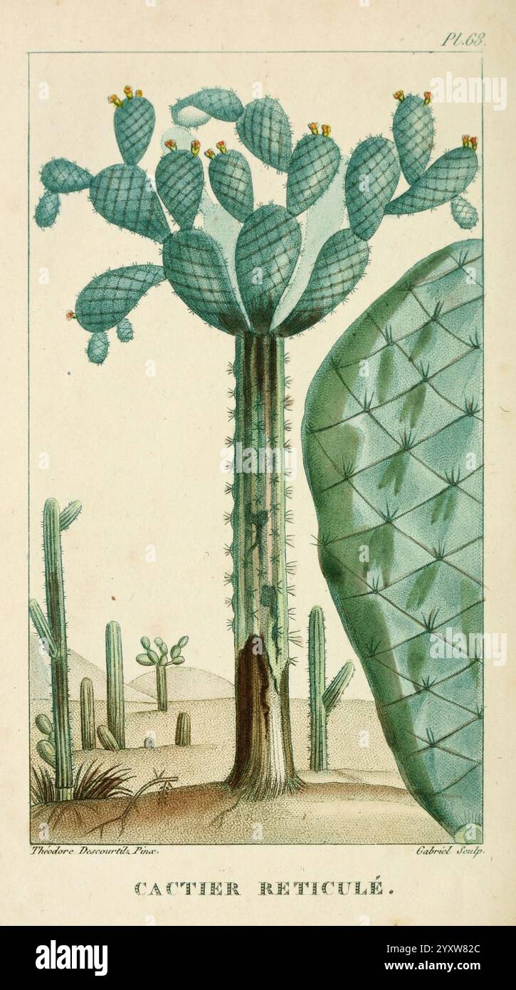 Segmented trunk adorned hi-res stock photography and images - Alamy