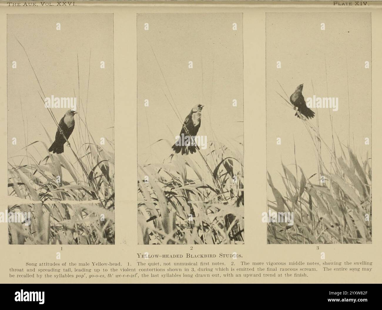 Final image captures hi-res stock photography and images - Alamy