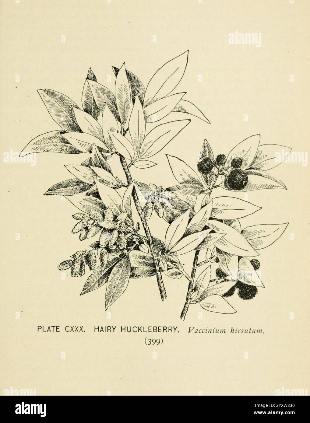 Hairy huckleberry plants hi-res stock photography and images - Alamy