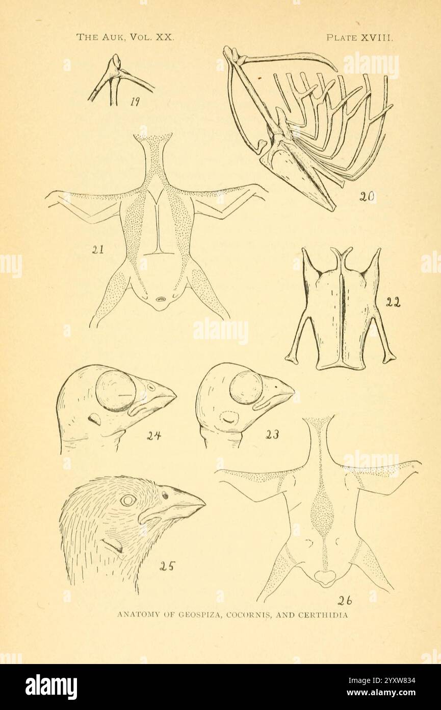 The Auk Washington, D.C. American Ornithologists' Union etc. 1884 ...