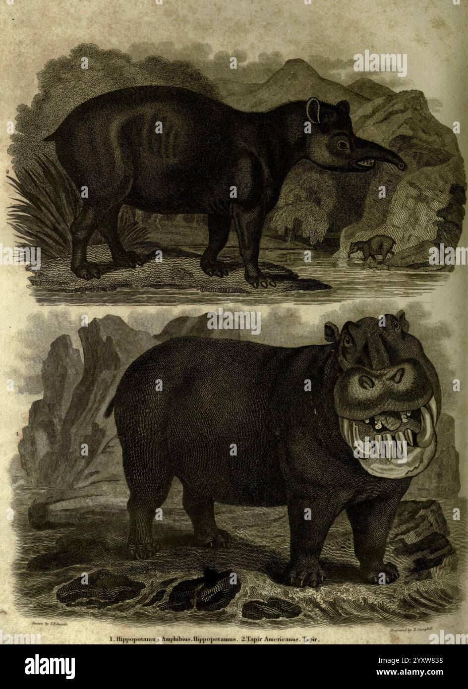 A history of the earth, and animated nature, New-York, T. Kinnersley ...