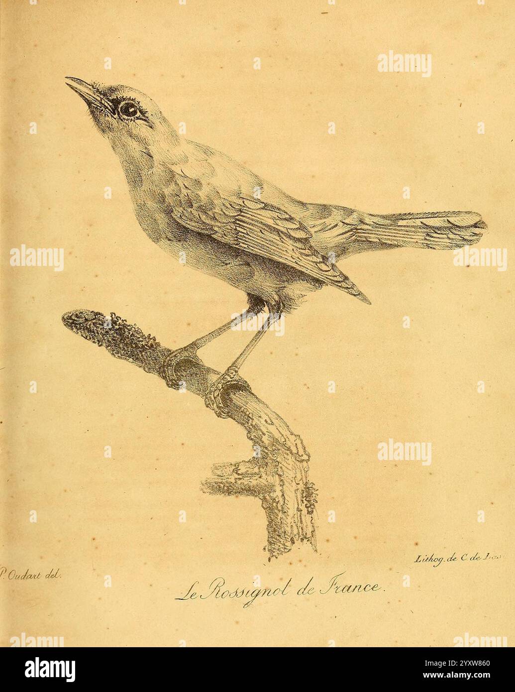 La galerie des oiseaux, Paris, Carpentier-Méricourt, 1834, birds ...