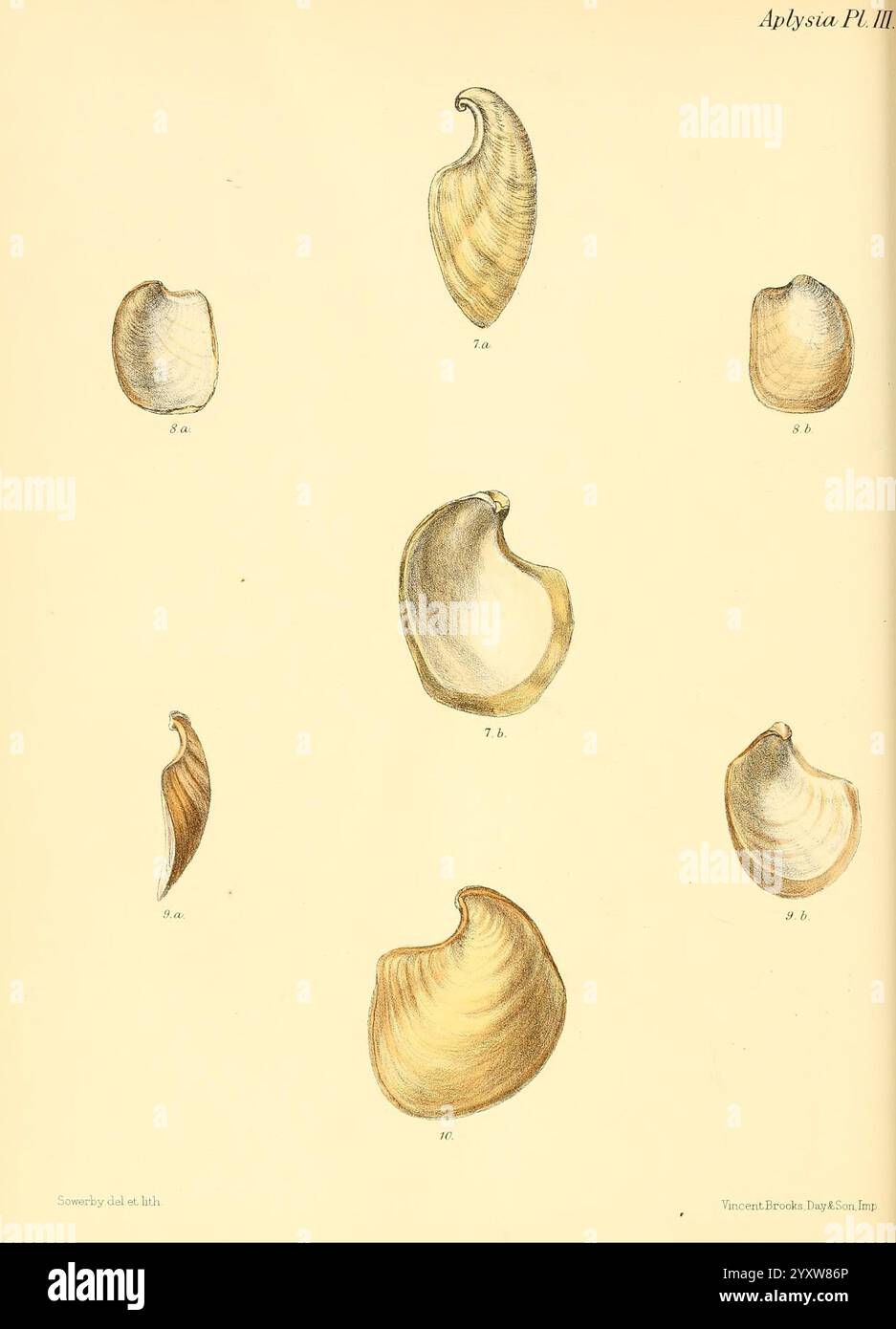 Conchologia iconica, Illustrations of the shells of molluscous animals ...