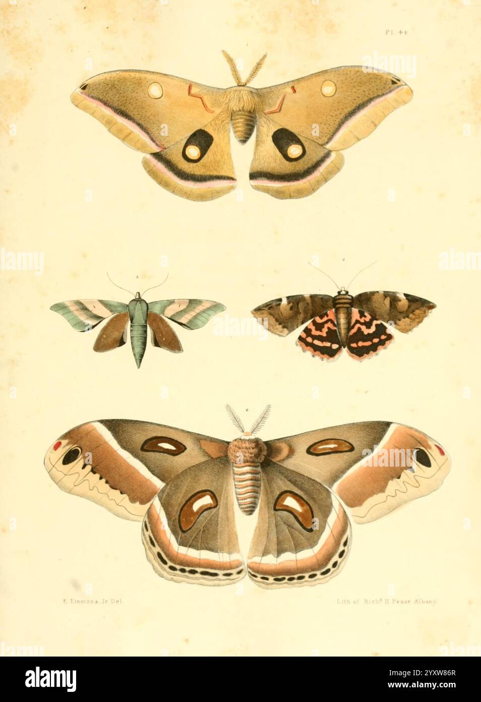 Two large moths showcase hi-res stock photography and images - Alamy