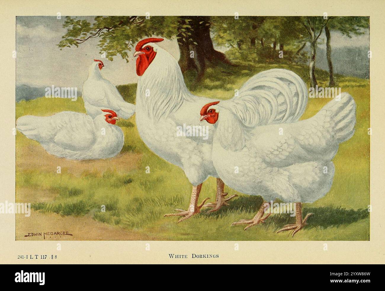 White dorking chickens hi-res stock photography and images - Alamy