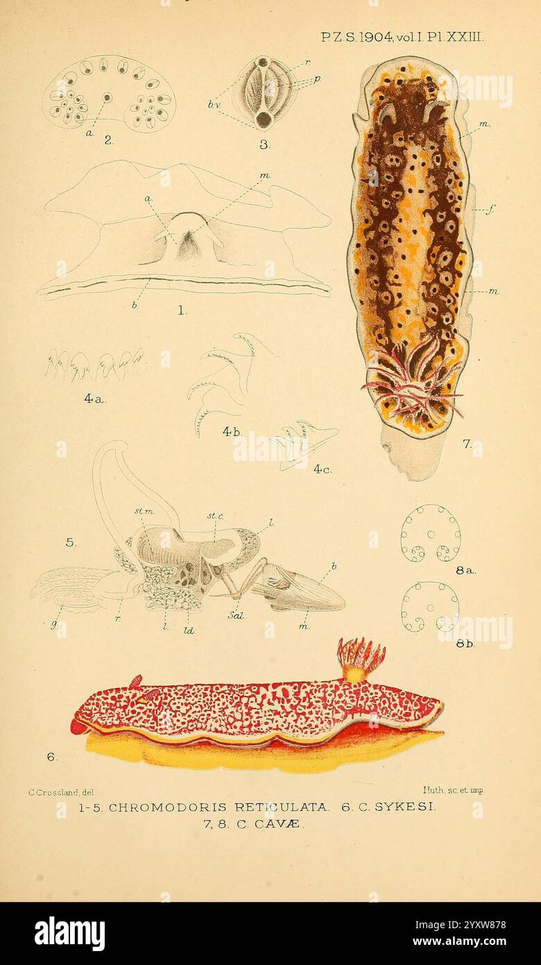 Detailed labeled sections hi-res stock photography and images - Alamy