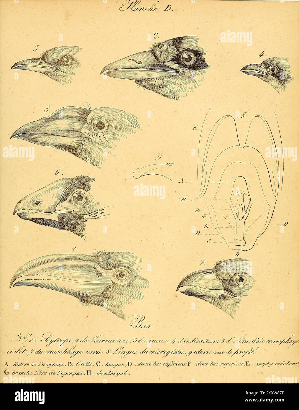 La galerie des oiseaux, Paris, Carpentier-Méricourt, 1834, birds ...