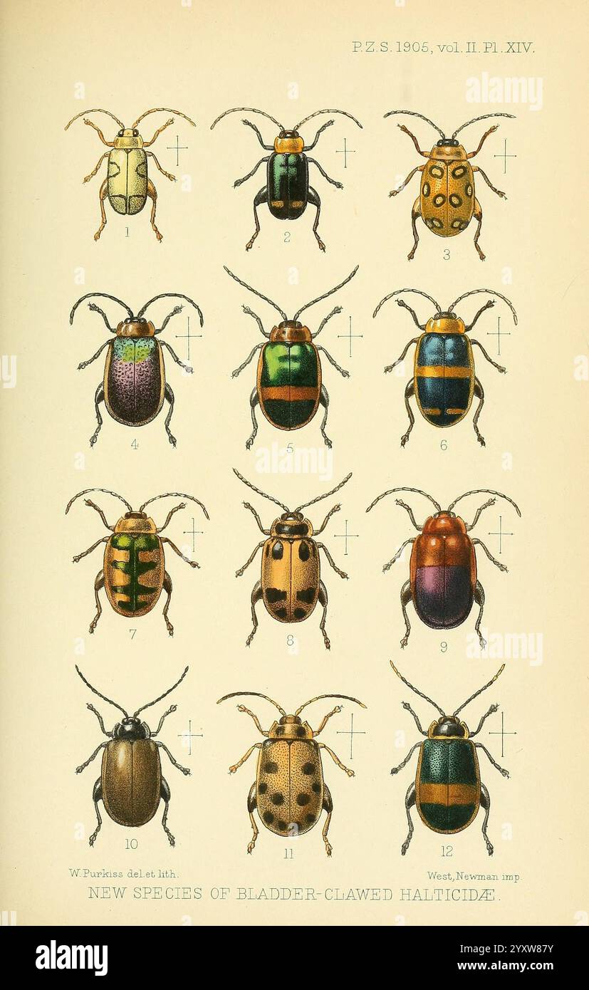 Bladder clawed beetles hi-res stock photography and images - Alamy