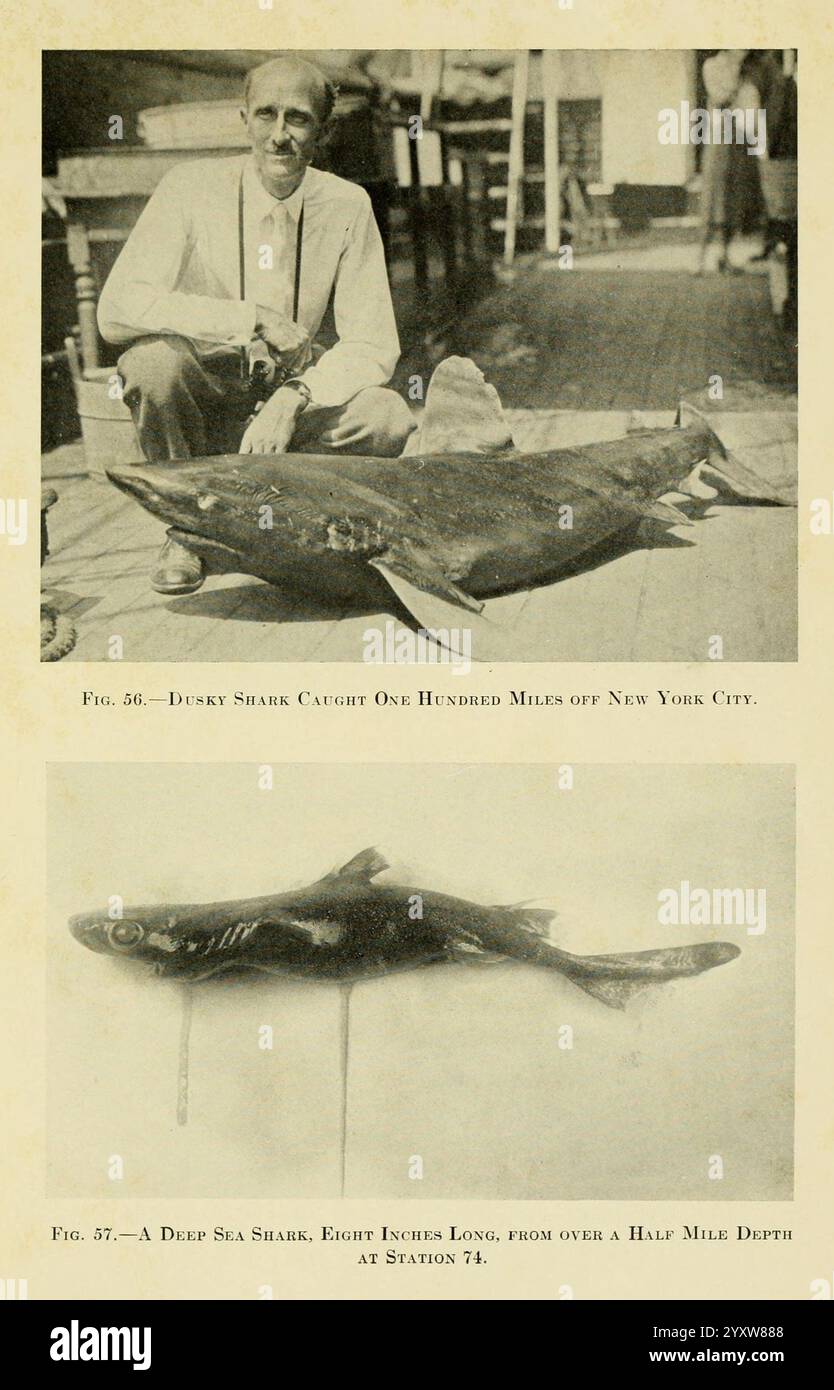 Measuring eight inches long hi-res stock photography and images - Alamy