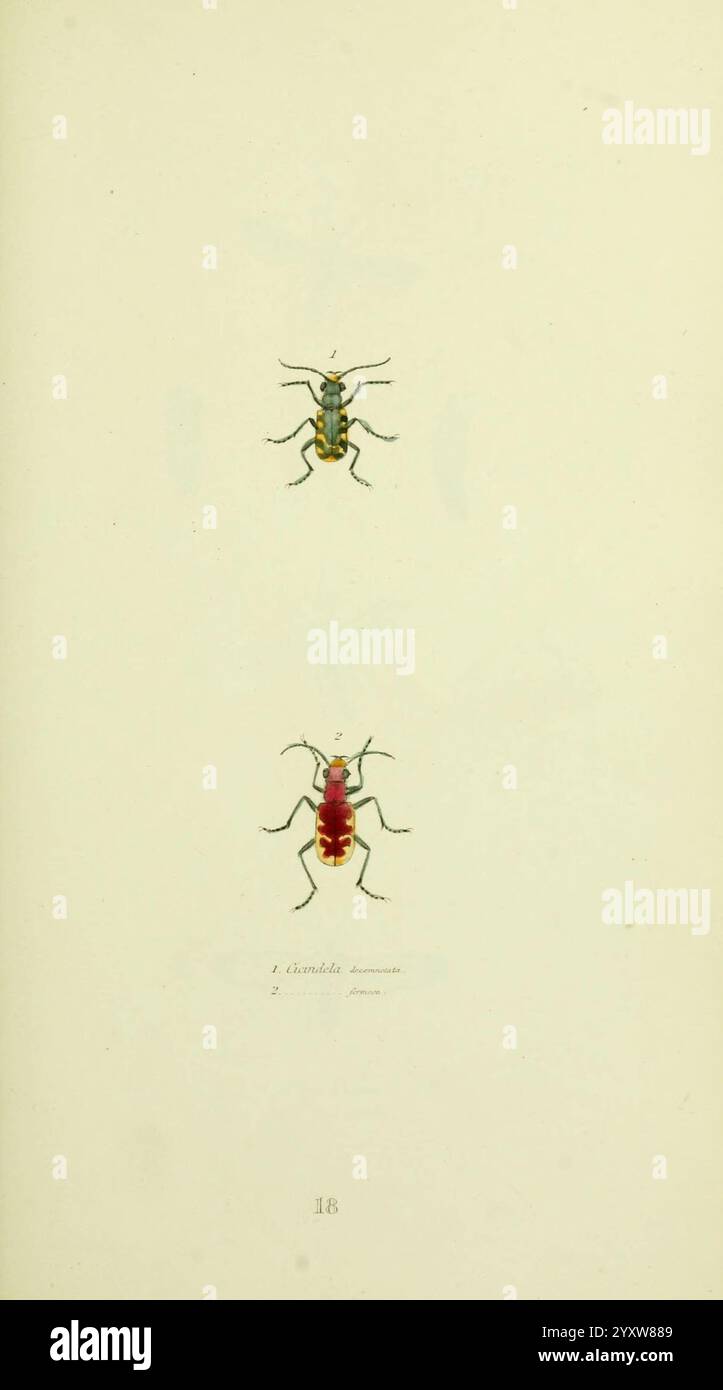 American, entomology Boston, Estes & Lauriat, [1859?], insects, North ...