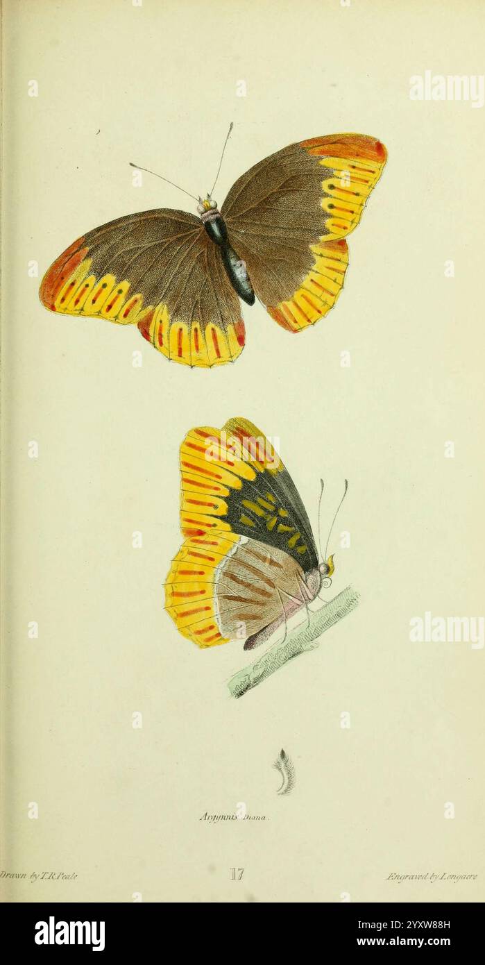 Lepidopteran design hi-res stock photography and images - Alamy