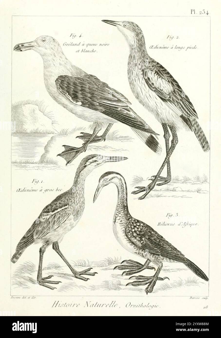 Various bird species displayed hi-res stock photography and images - Alamy