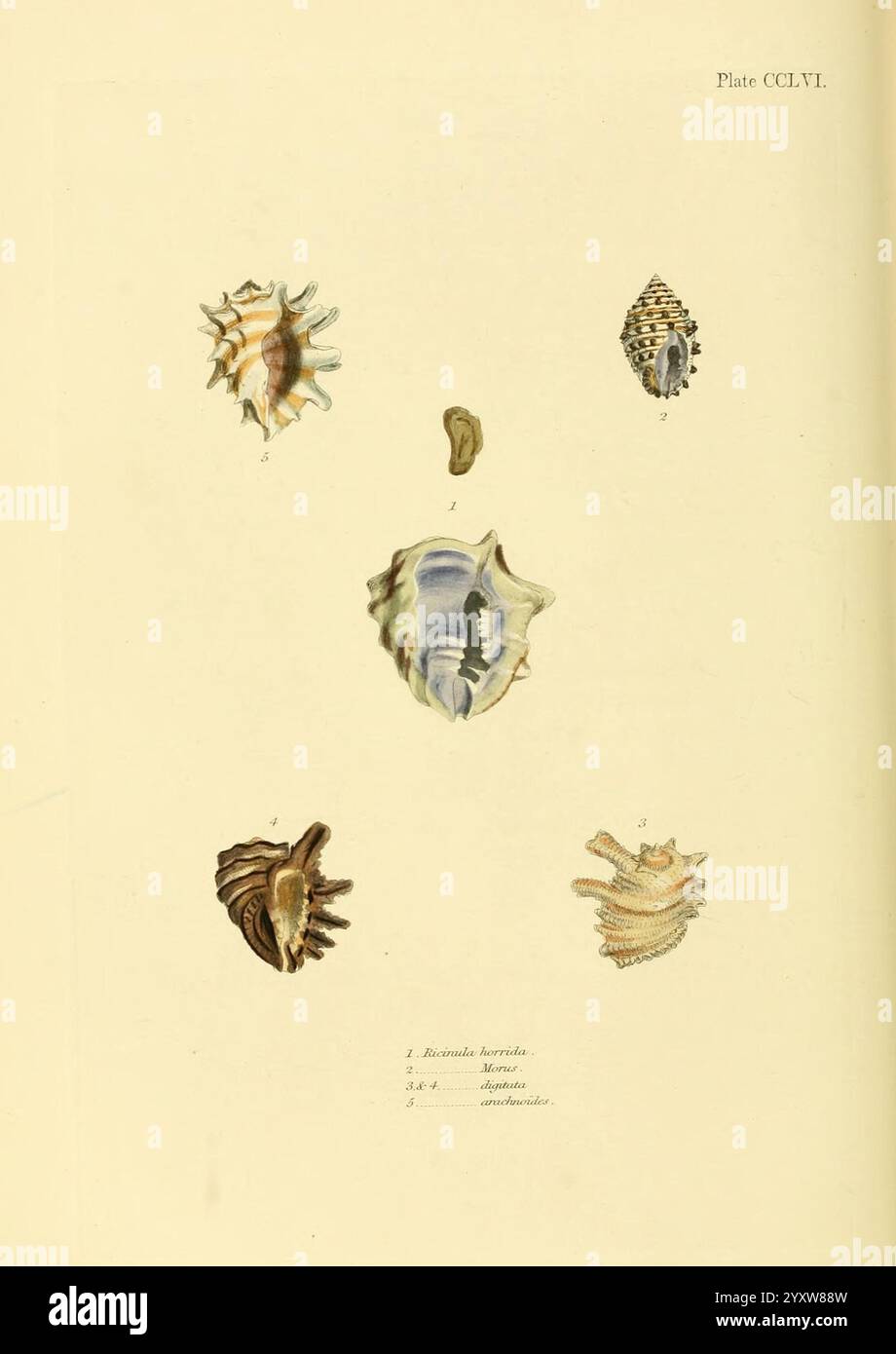 Topmost shell exhibits hi-res stock photography and images - Alamy