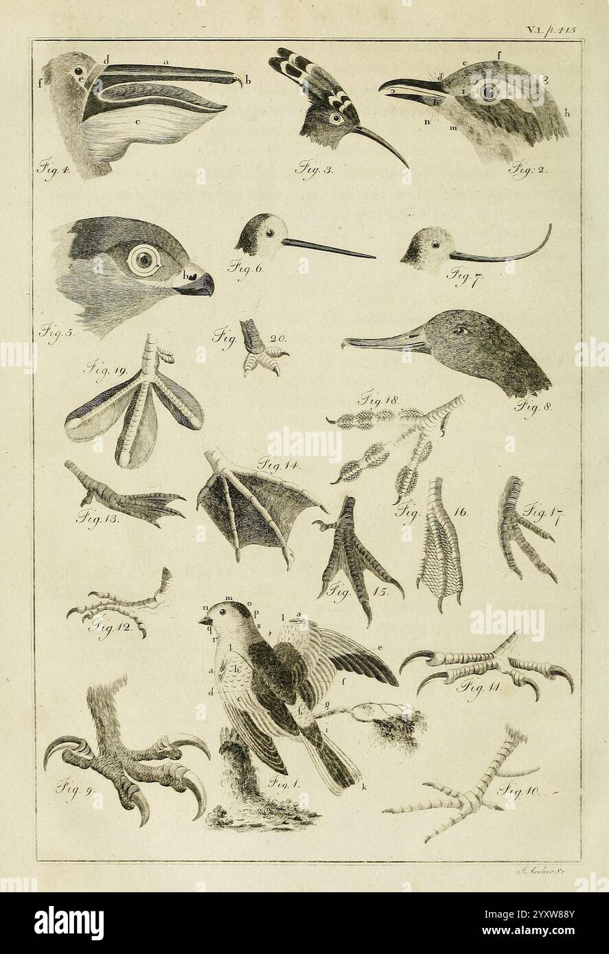 Various ornithological studies hi-res stock photography and images - Alamy