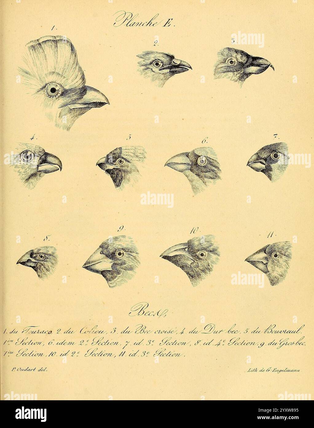 Head showcases distinctive features hi-res stock photography and images ...