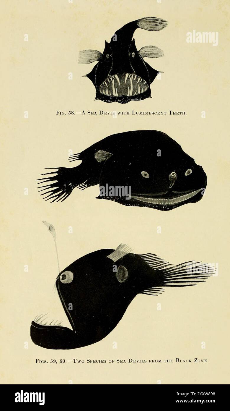Abyssal sea devil hi-res stock photography and images - Alamy