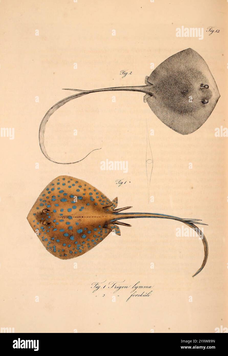 Upper stingray features hi-res stock photography and images - Alamy