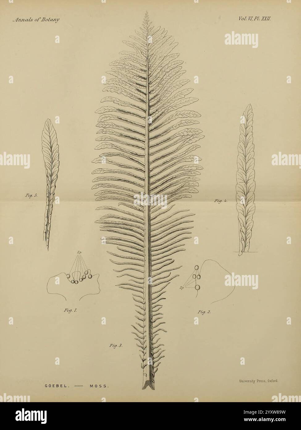 Exhibiting finely divided hi-res stock photography and images - Alamy