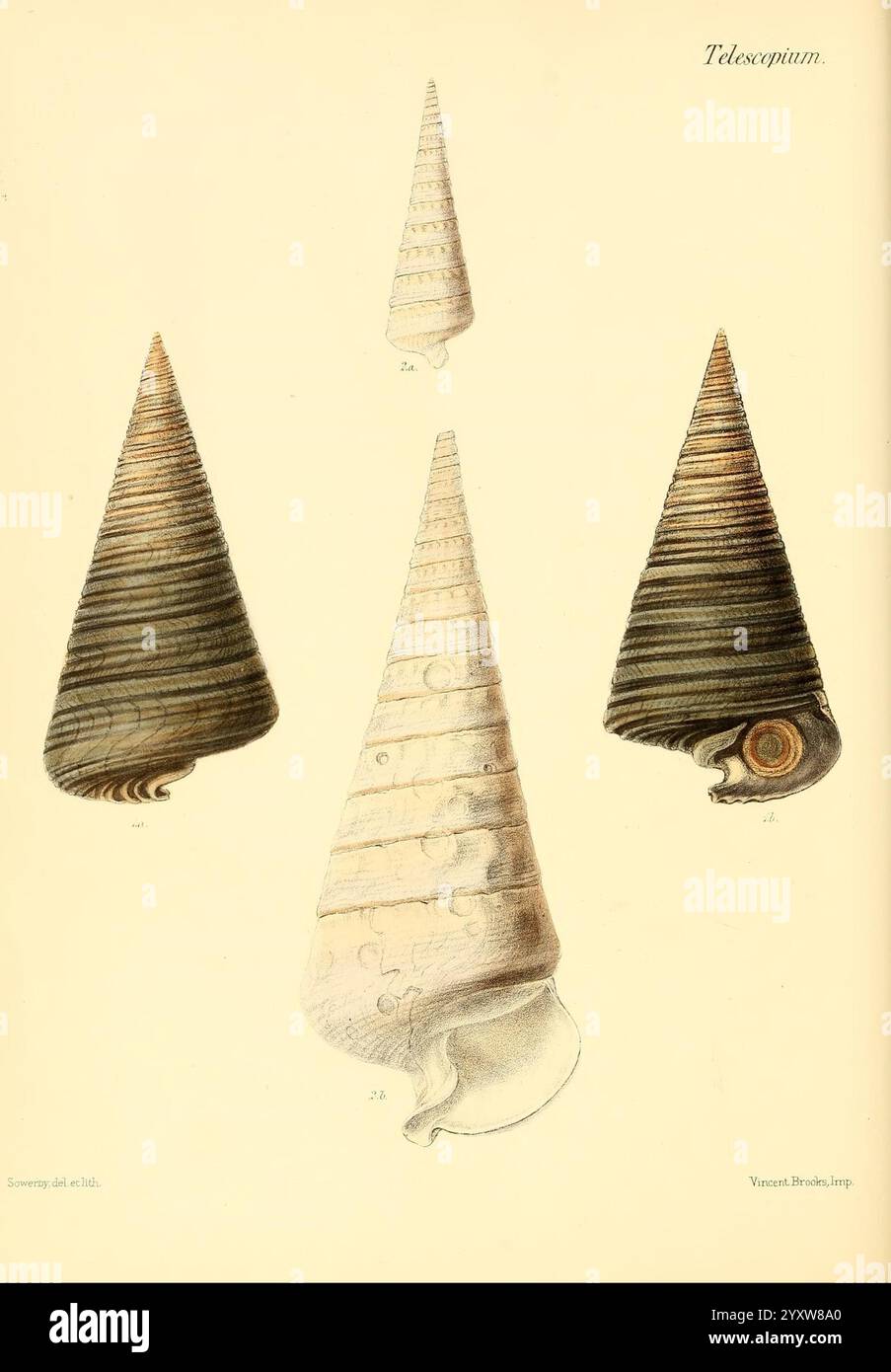 Conchologia iconica, or Illustrations of the Shells of Molluscan ...