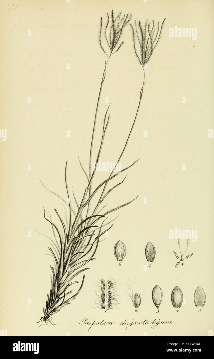 Species Graminum, Petropoli, Impensis Academiae Imperialis Scientiarum ...