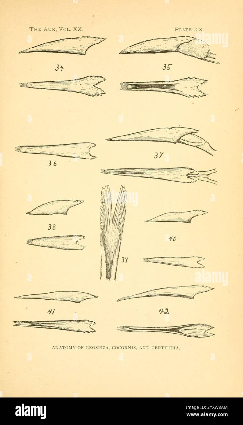 Various beak structures hi-res stock photography and images - Alamy
