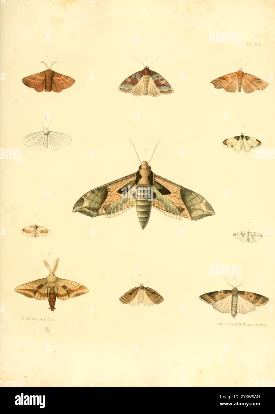 Central moth features hi-res stock photography and images - Alamy