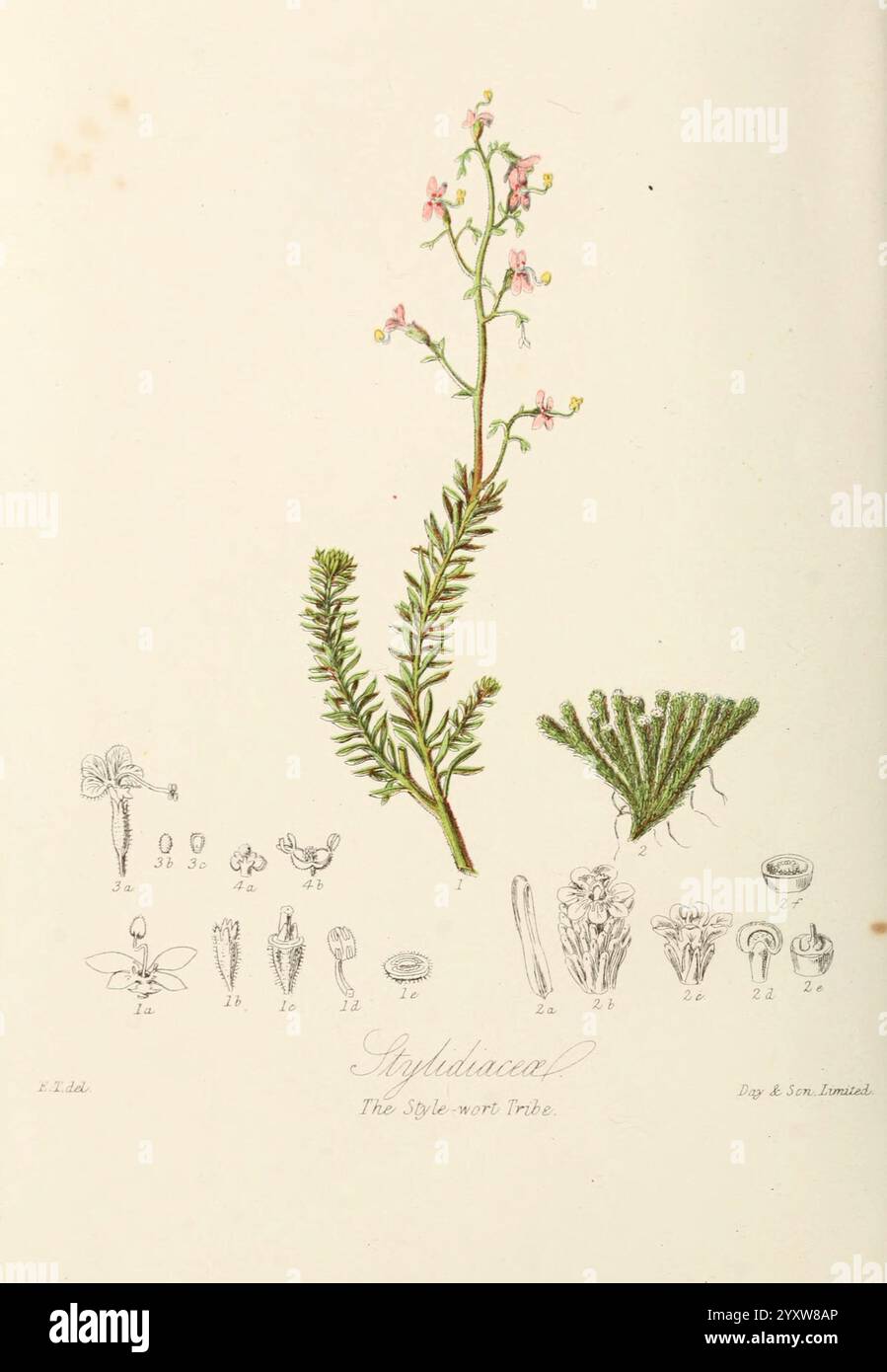 Illustrations of the natural orders of plants with groups and ...