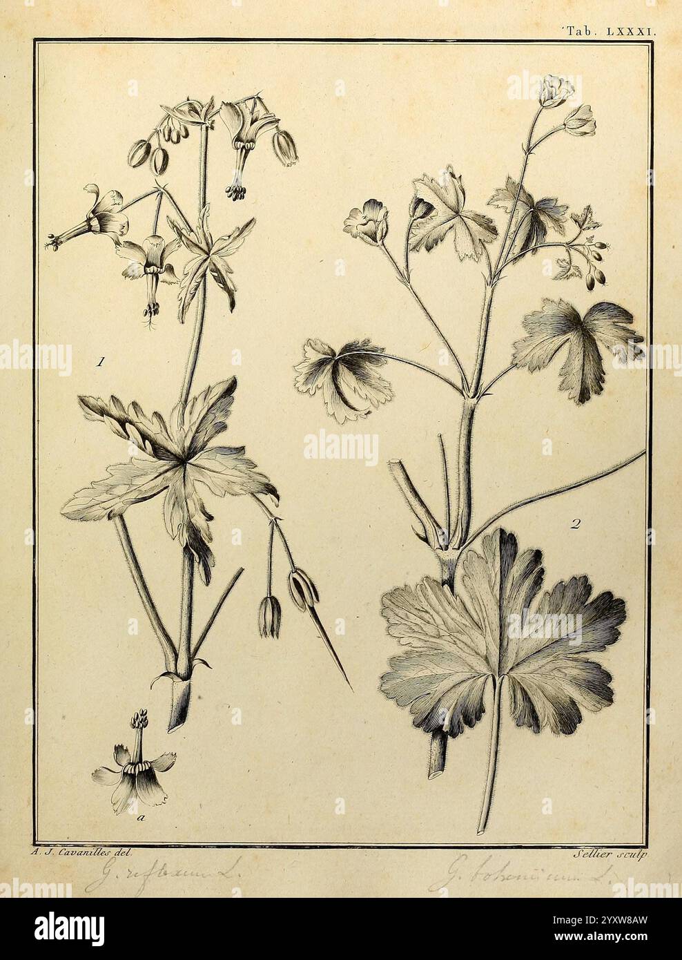 Monadelphiae, classis, dissertationes, decem, Parisiis, Apud F.A. Didot ...