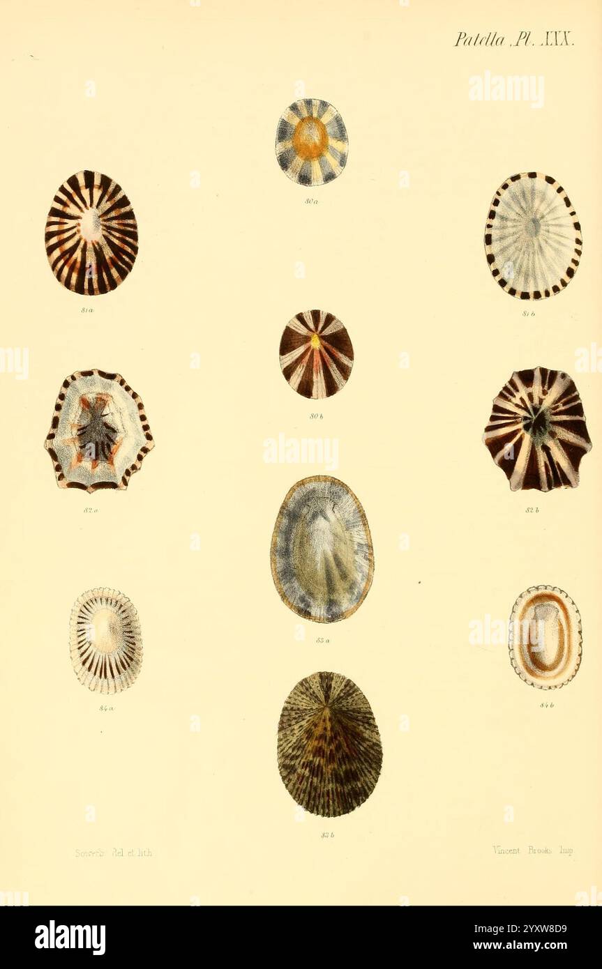 Conchologia Iconica, or Illustrations of the shells of molluscous ...