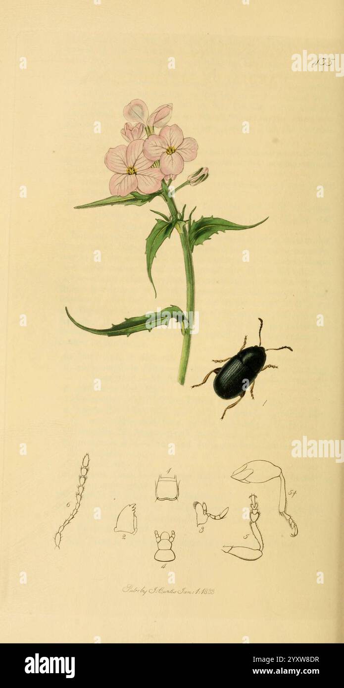 Pictorial works john curtis hi-res stock photography and images - Alamy