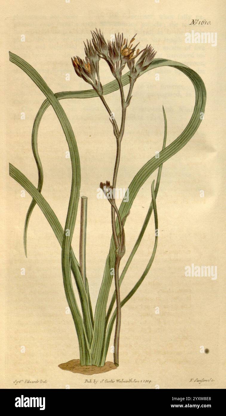 Curtis's Botanical Magazine, London, New York, botanical illustration ...