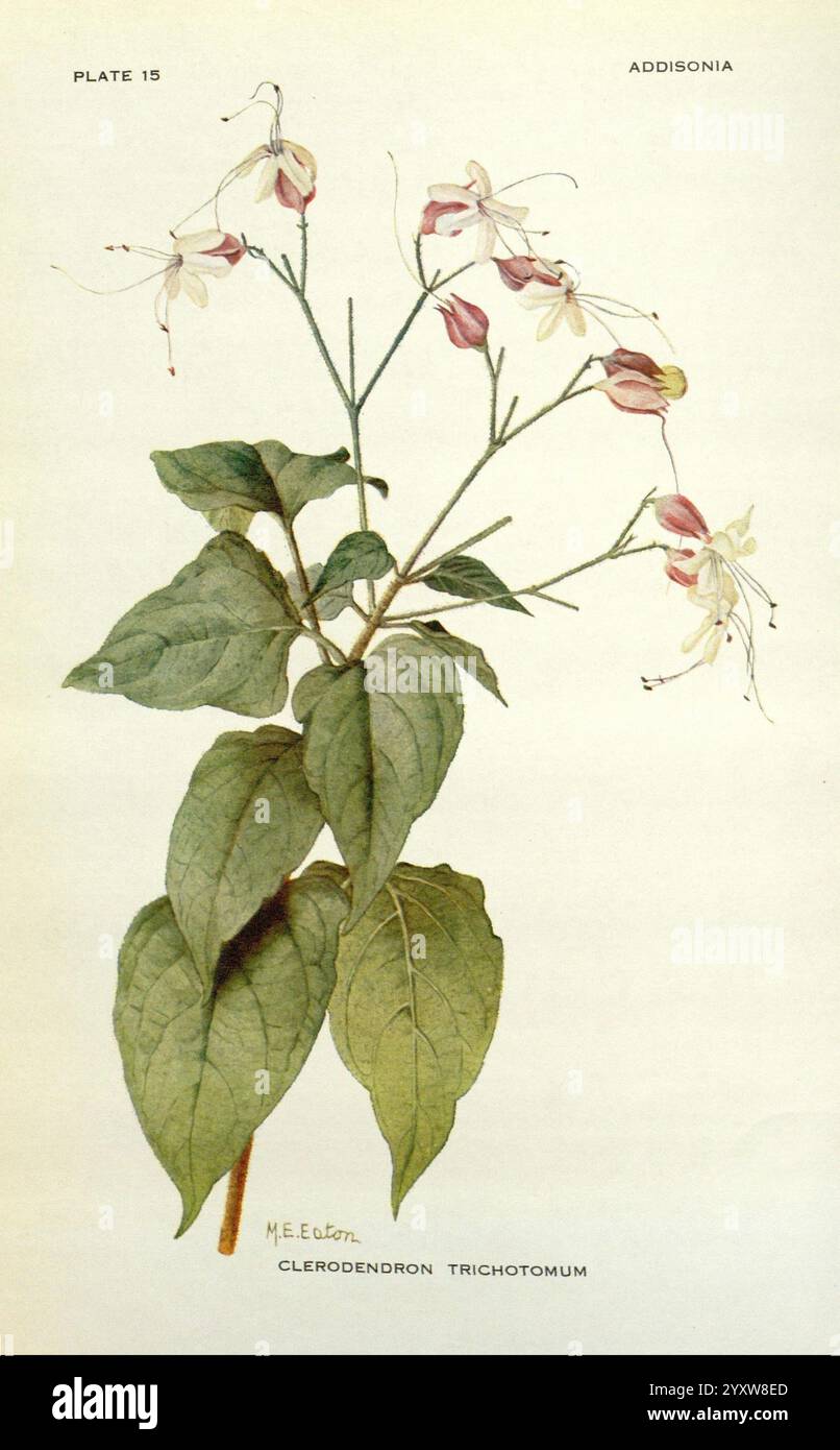 Addisonia, New York, New York Botanical Garden, 1916-1964, periodicals ...