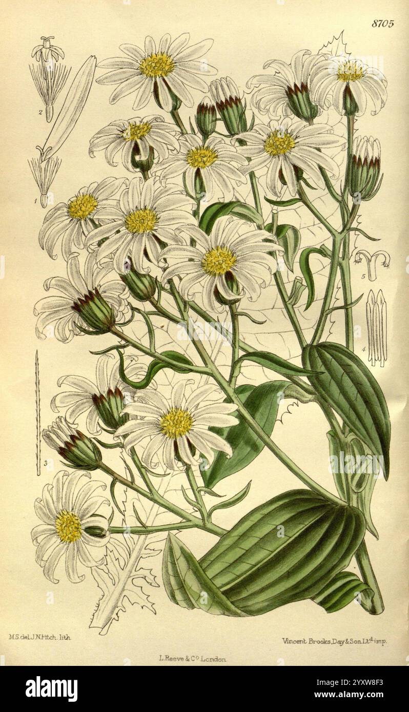 Curtis's Botanical Magazine London New York Botanical Illustration ...