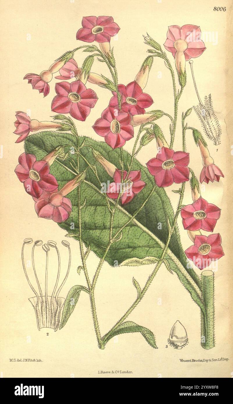 Curtis's Botanical Magazine London New York Botanical Illustration ...