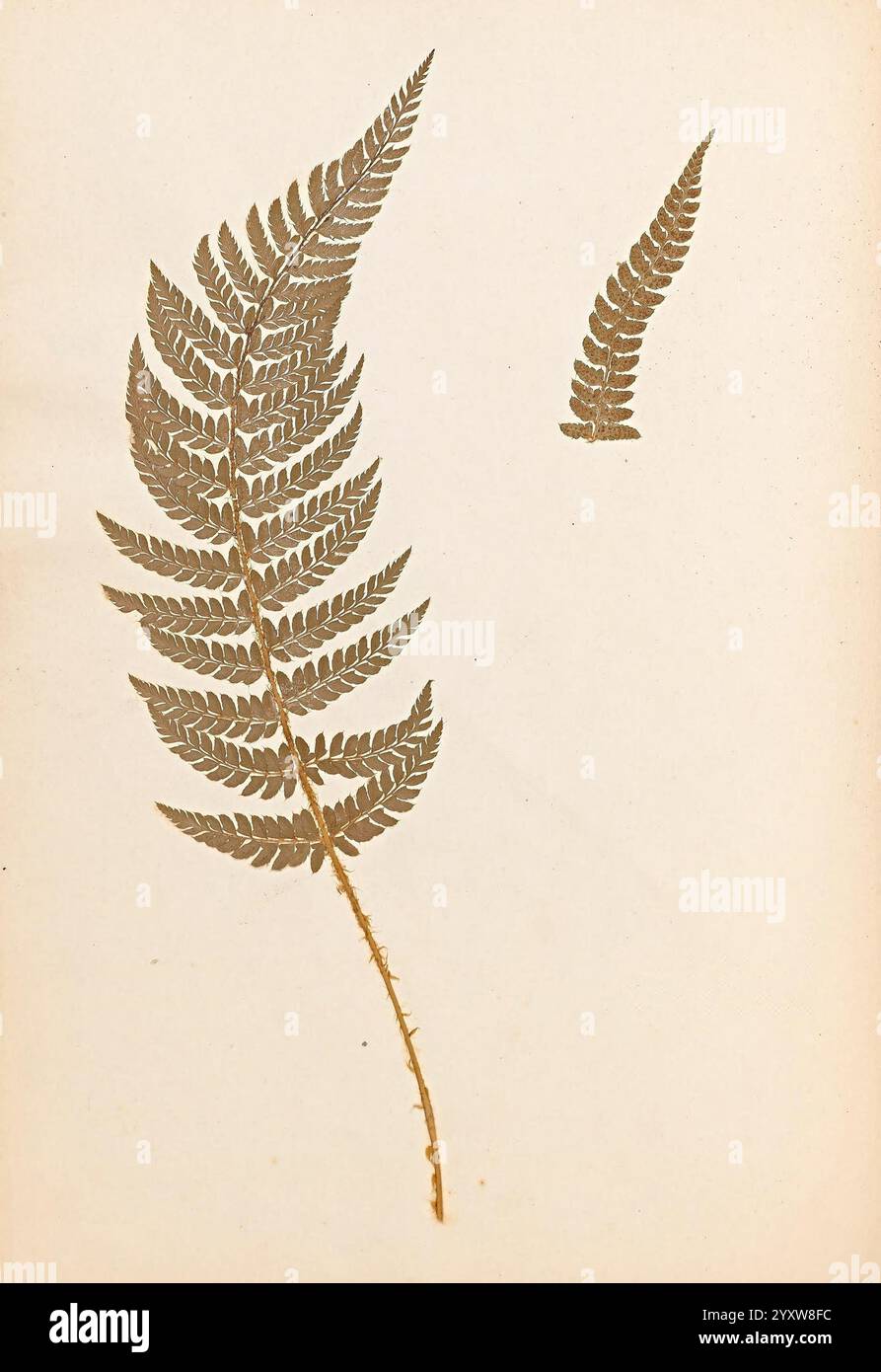 The, ferns, of, Wales, Heath, T, Thomas, 1856, filices, Wales, A ...