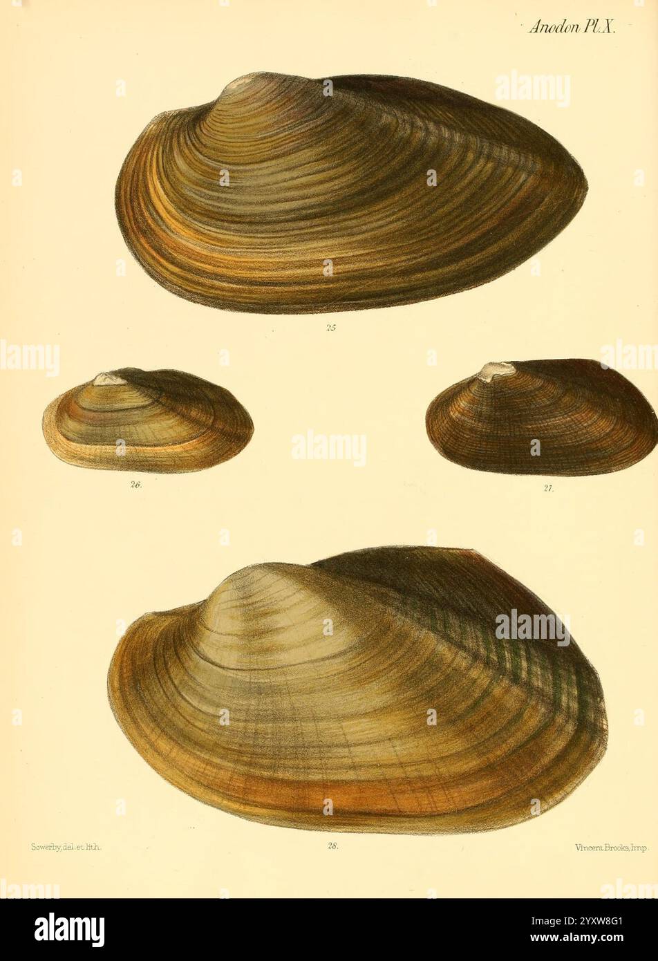 Conchologia iconica, or Illustrations of the Shells of Molluscous ...