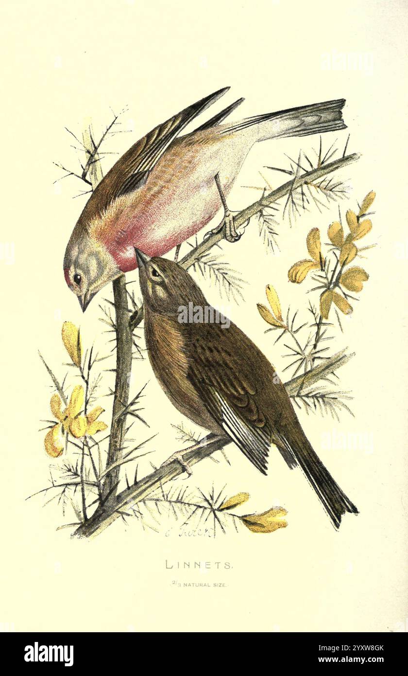 Showcasing subtle speckles hi-res stock photography and images - Alamy