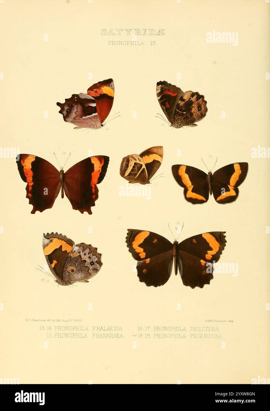 Illustrations of new species of exotic butterflies London, John Van ...