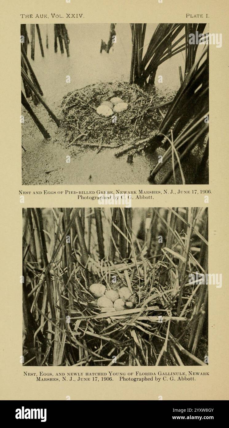 Importan habitat hi-res stock photography and images - Alamy